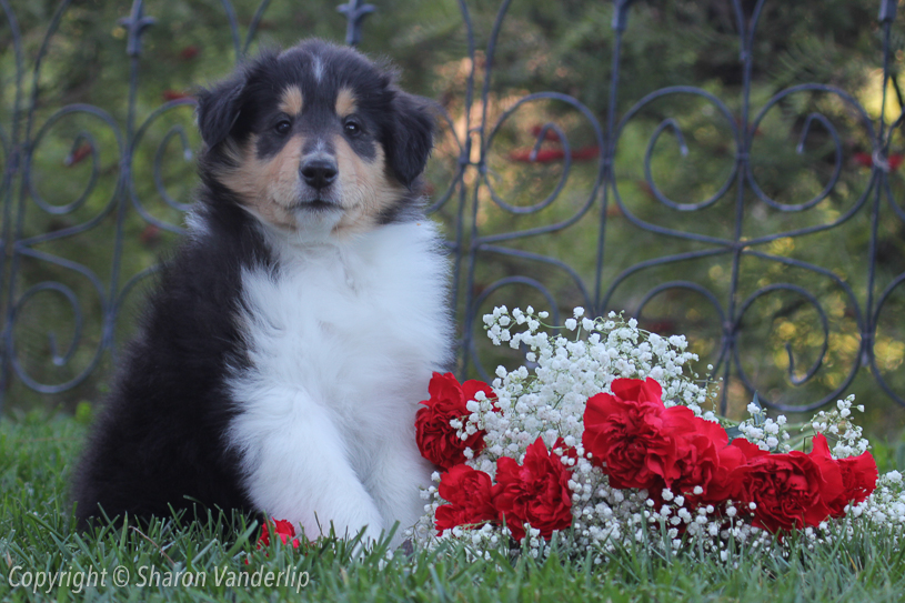 Rainshade Collies – The Gold Standard With The Sterling Reputation