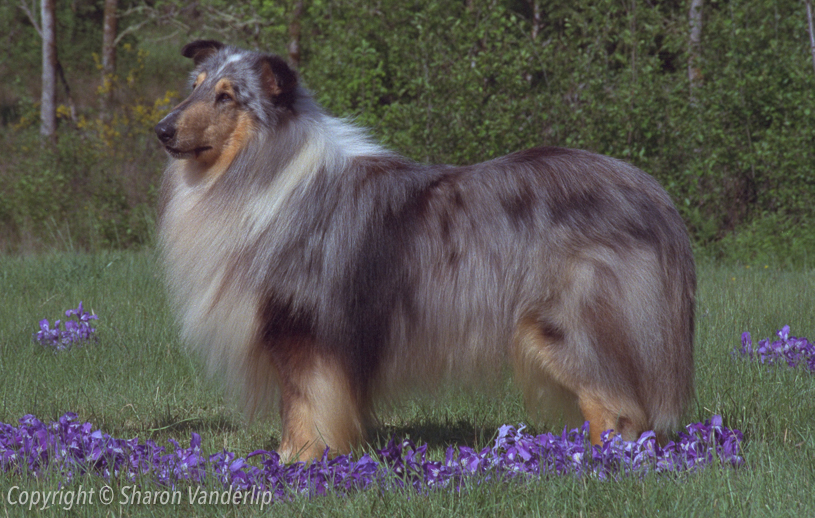 Rainshade Collies – The Gold Standard With The Sterling Reputation